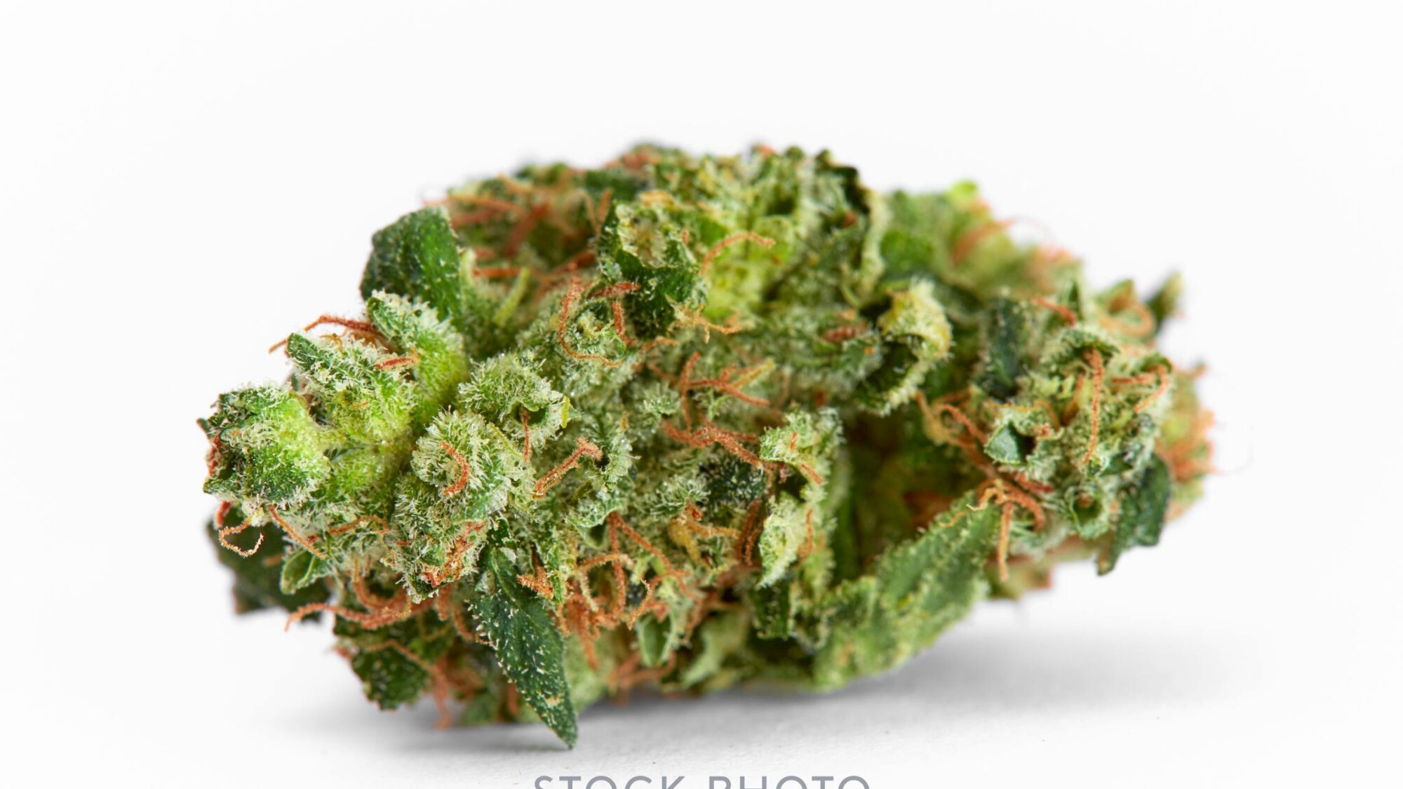 Sativa vs Indica: Understanding the Key Differences in Cannabis Strains ...